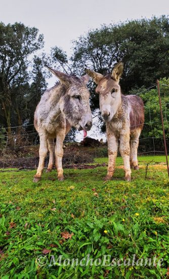 El Castillo del Collado en Escobedo - Cantabria Inusual